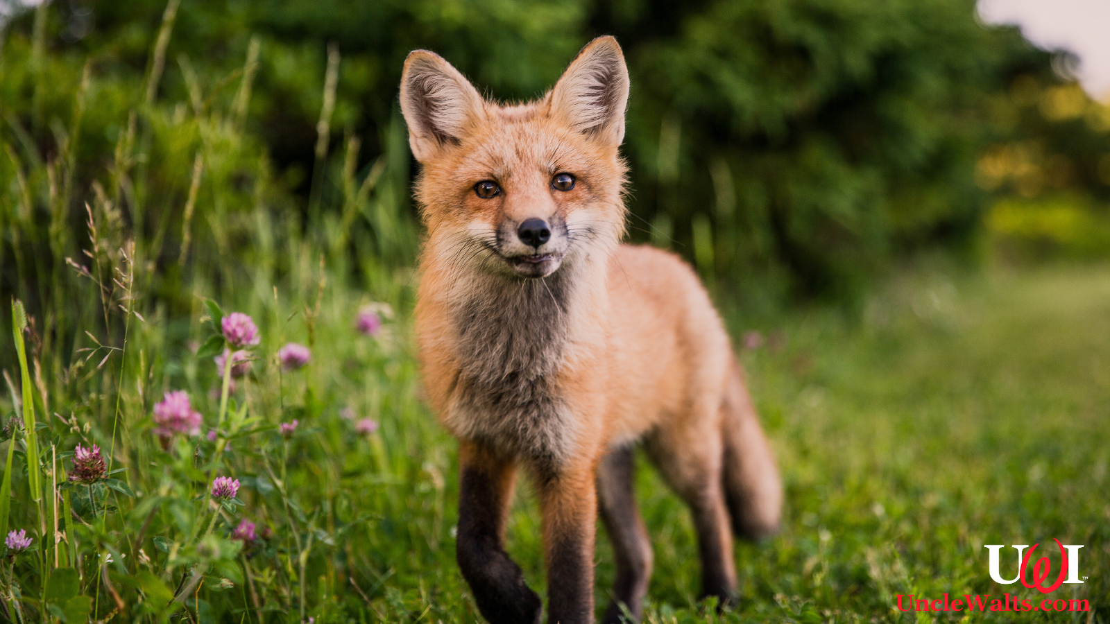 Disney pays $71 Billion for Fox - Uncle Walt's Insider